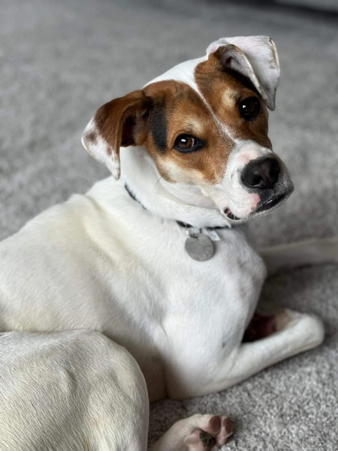 Adoptable Dogs — Lucky 7 Dog Rescue