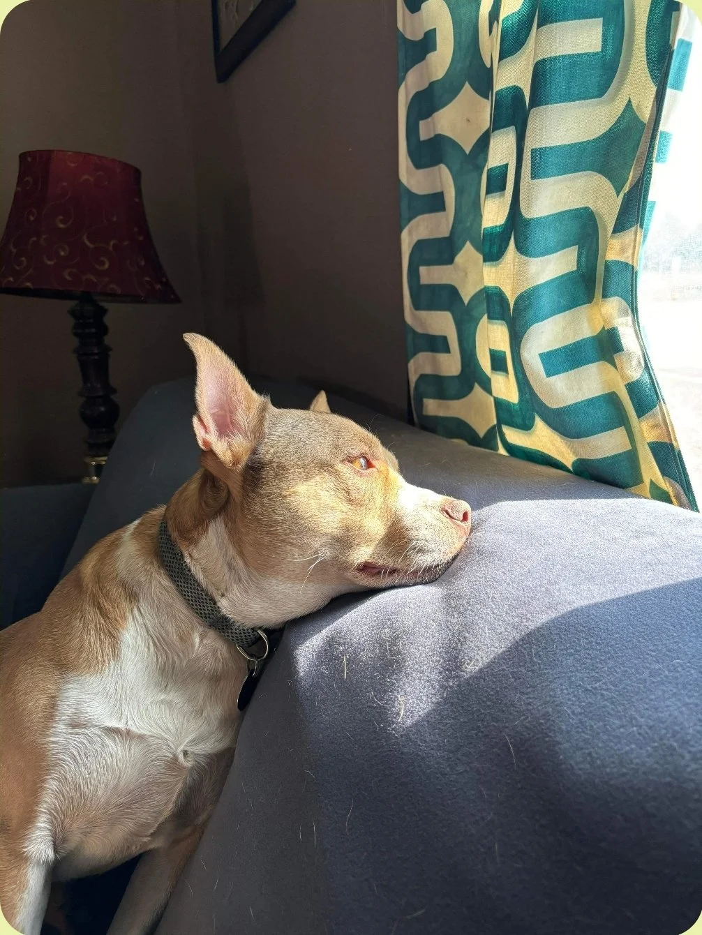 Adoptable Dogs — Lucky 7 Dog Rescue