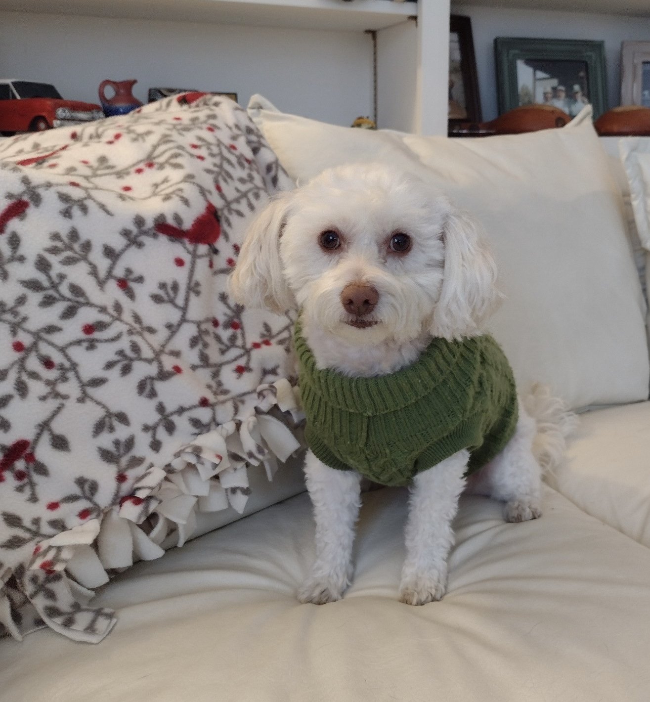 Adoptable Dogs — Lucky 7 Dog Rescue