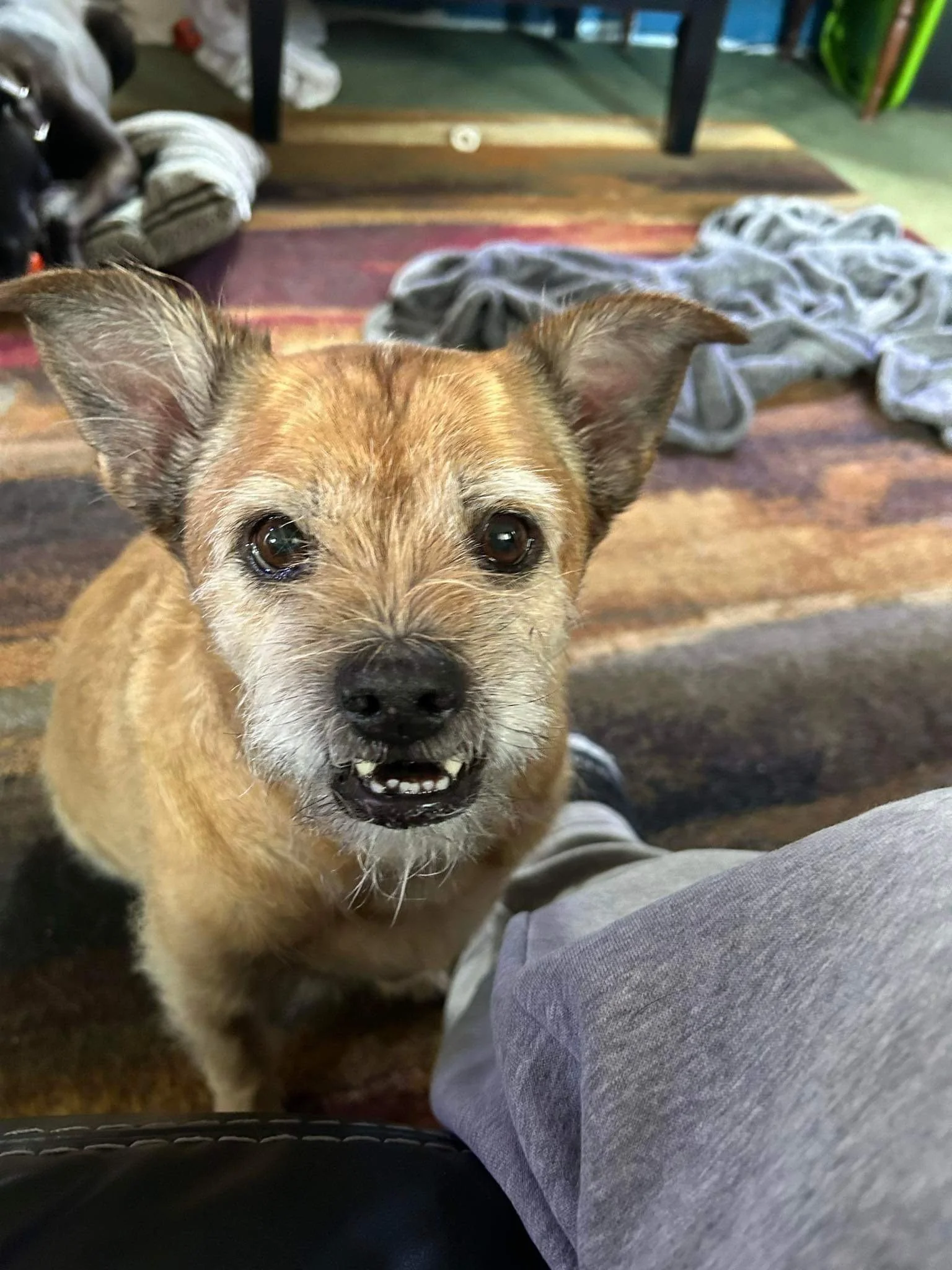 Adoptable Dogs — Lucky 7 Dog Rescue