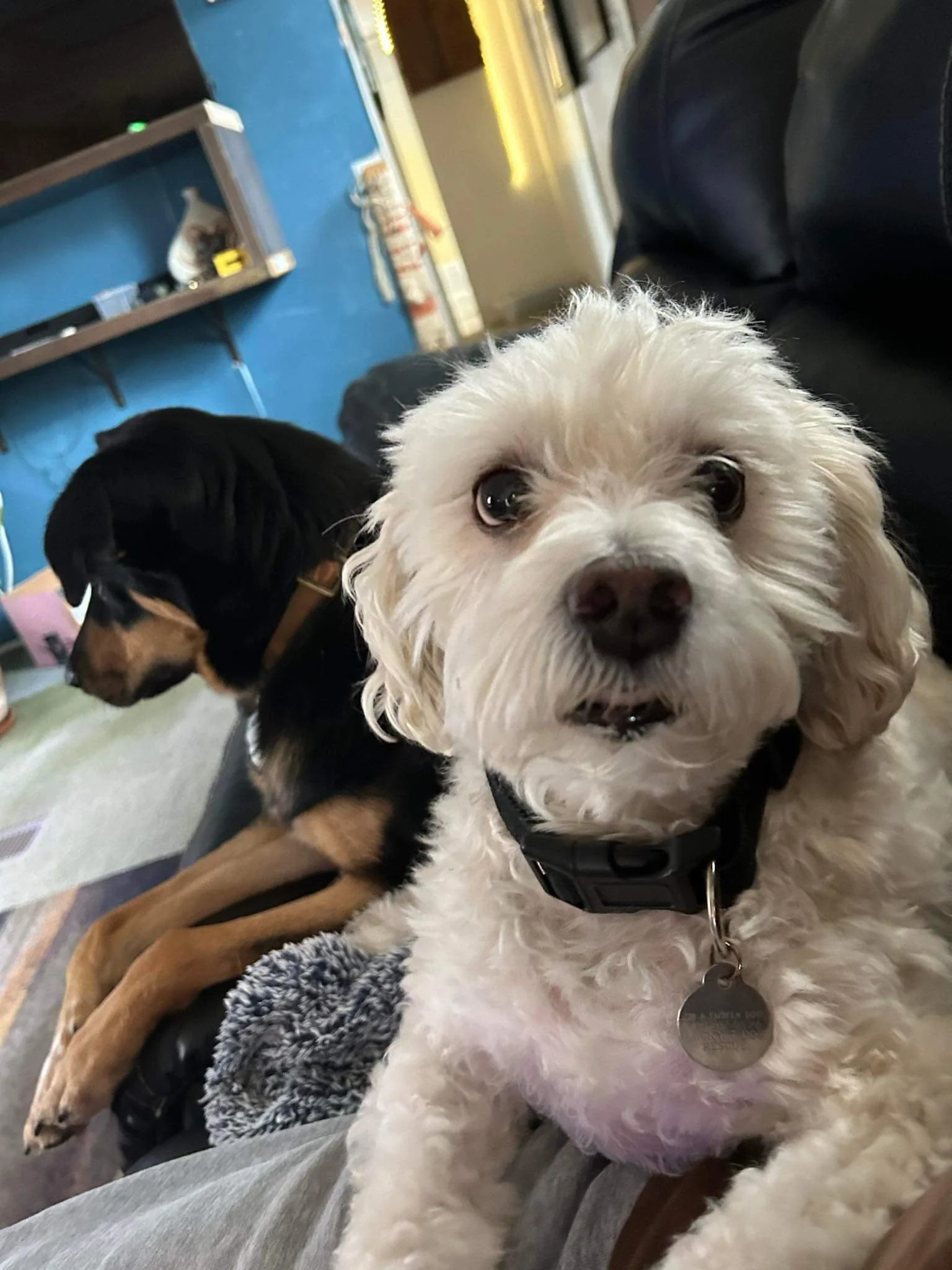 Adoptable Dogs — Lucky 7 Dog Rescue