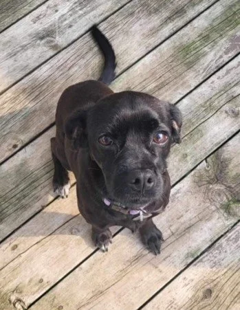 Adoptable Dogs — Lucky 7 Dog Rescue