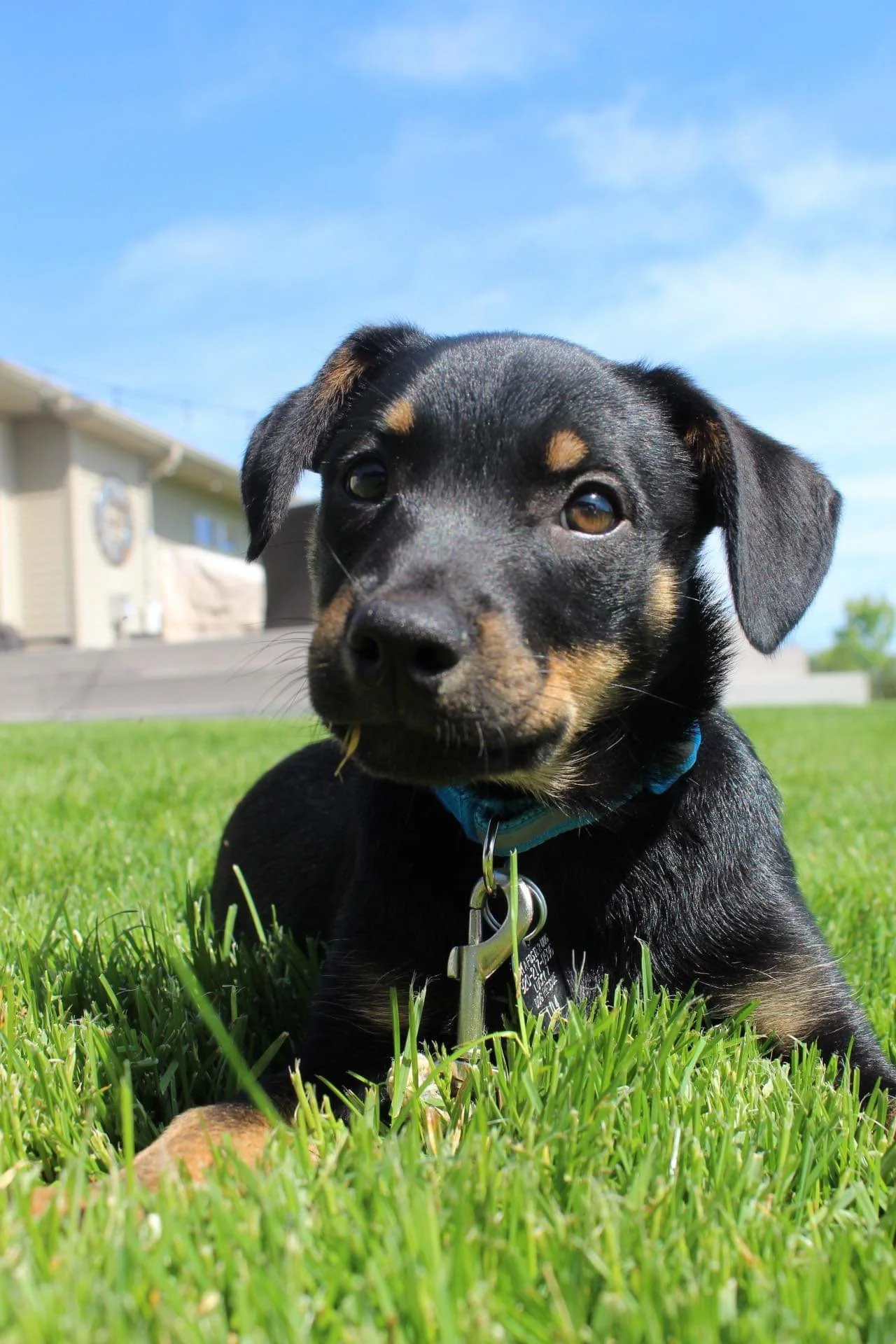 Adoptable Dogs — Lucky 7 Dog Rescue