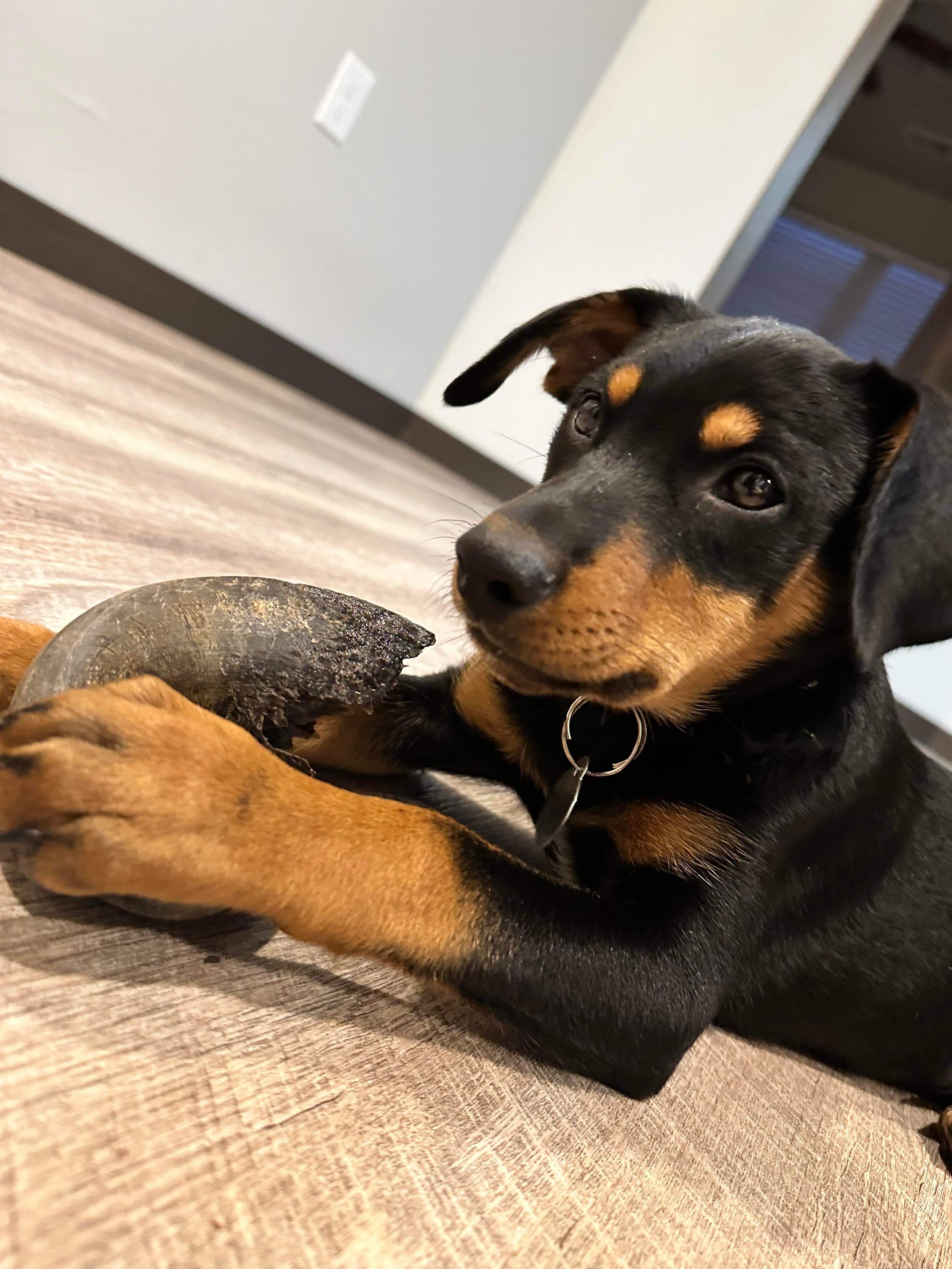 Adoptable Dogs — Lucky 7 Dog Rescue