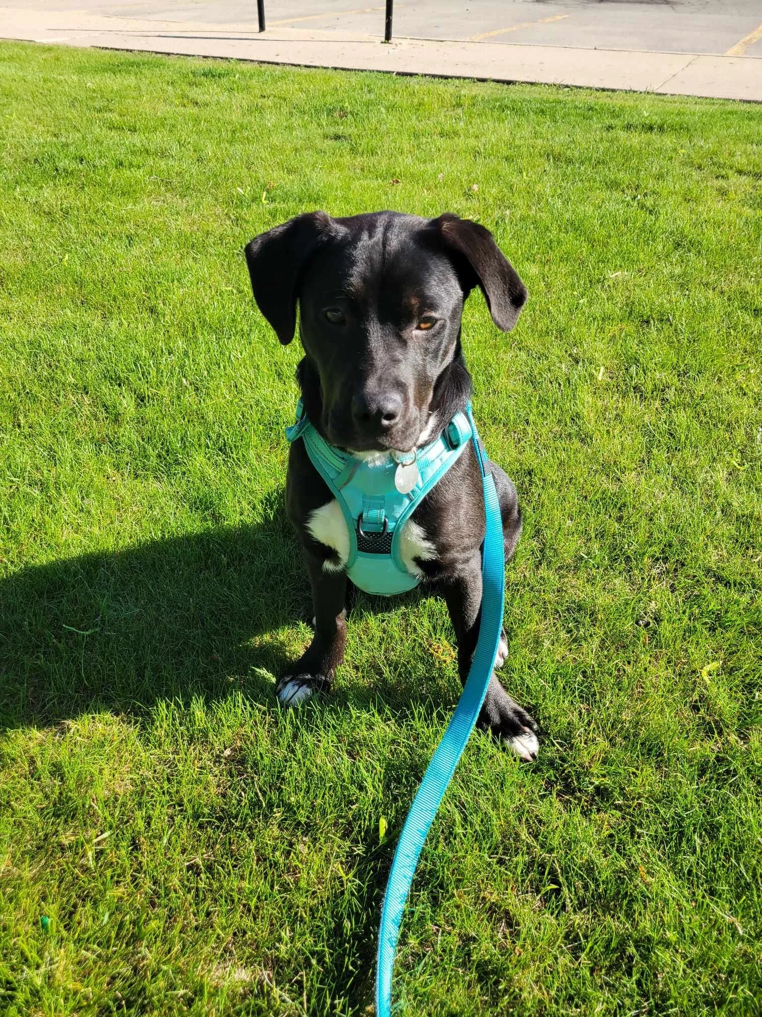 Adoptable Dogs — Lucky 7 Dog Rescue