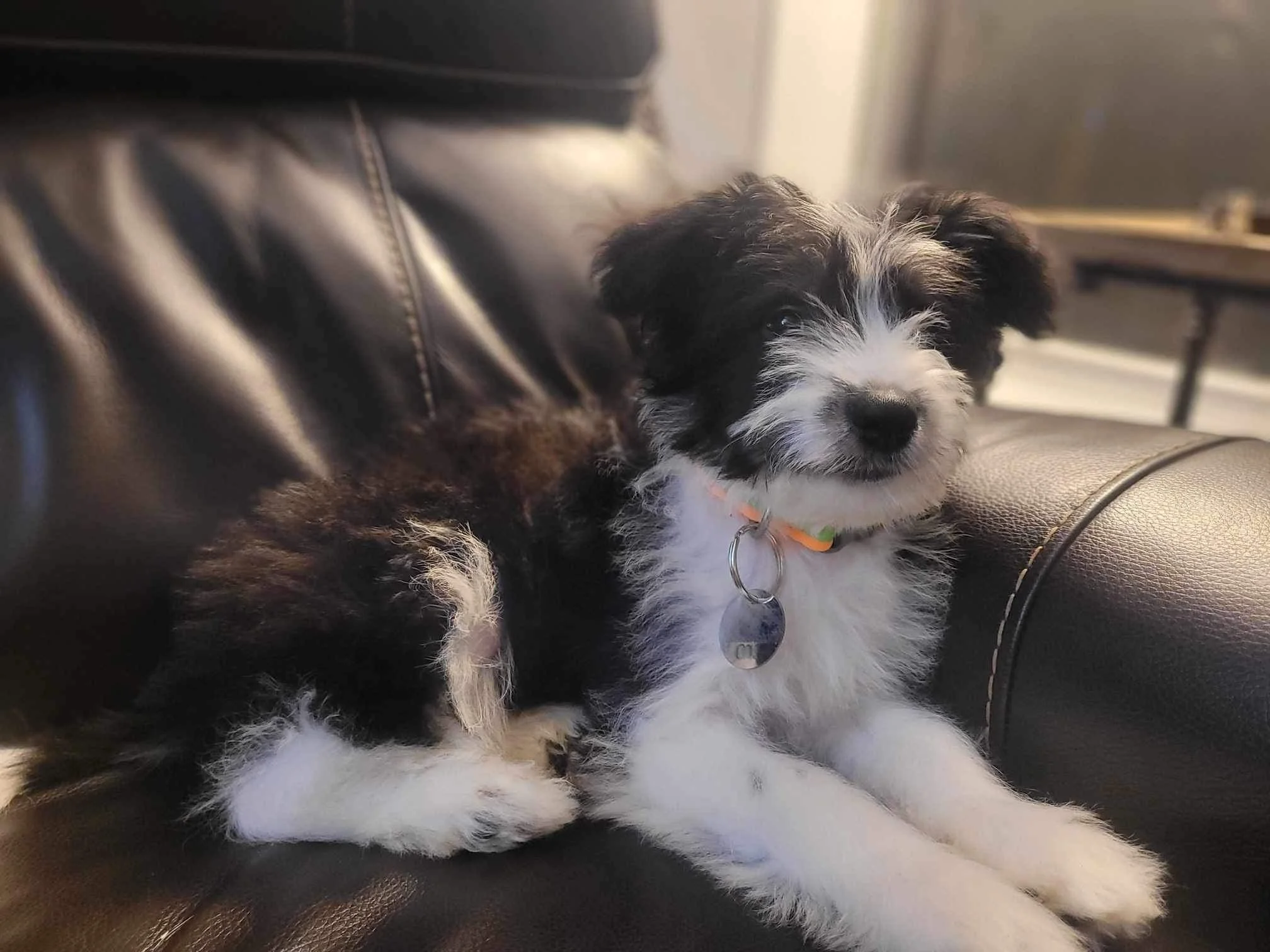 Adoptable Dogs — Lucky 7 Dog Rescue