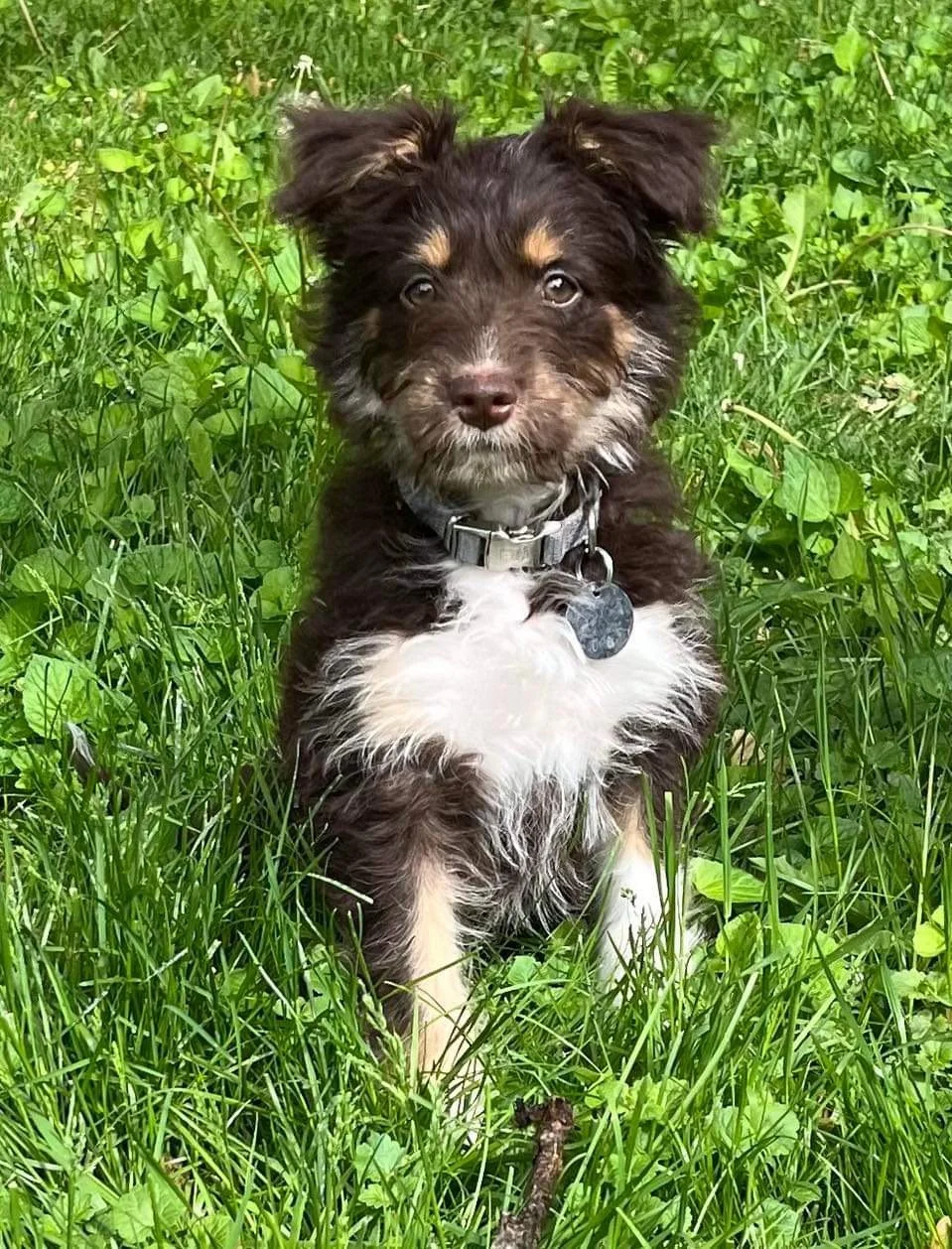 Adoptable Dogs — Lucky 7 Dog Rescue