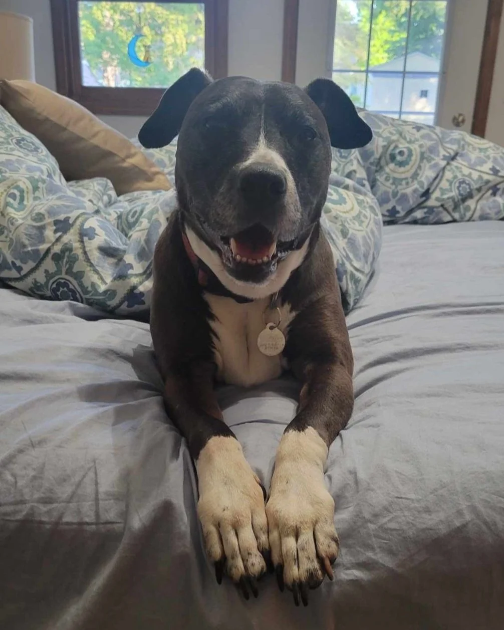 Adoptable Dogs — Lucky 7 Dog Rescue