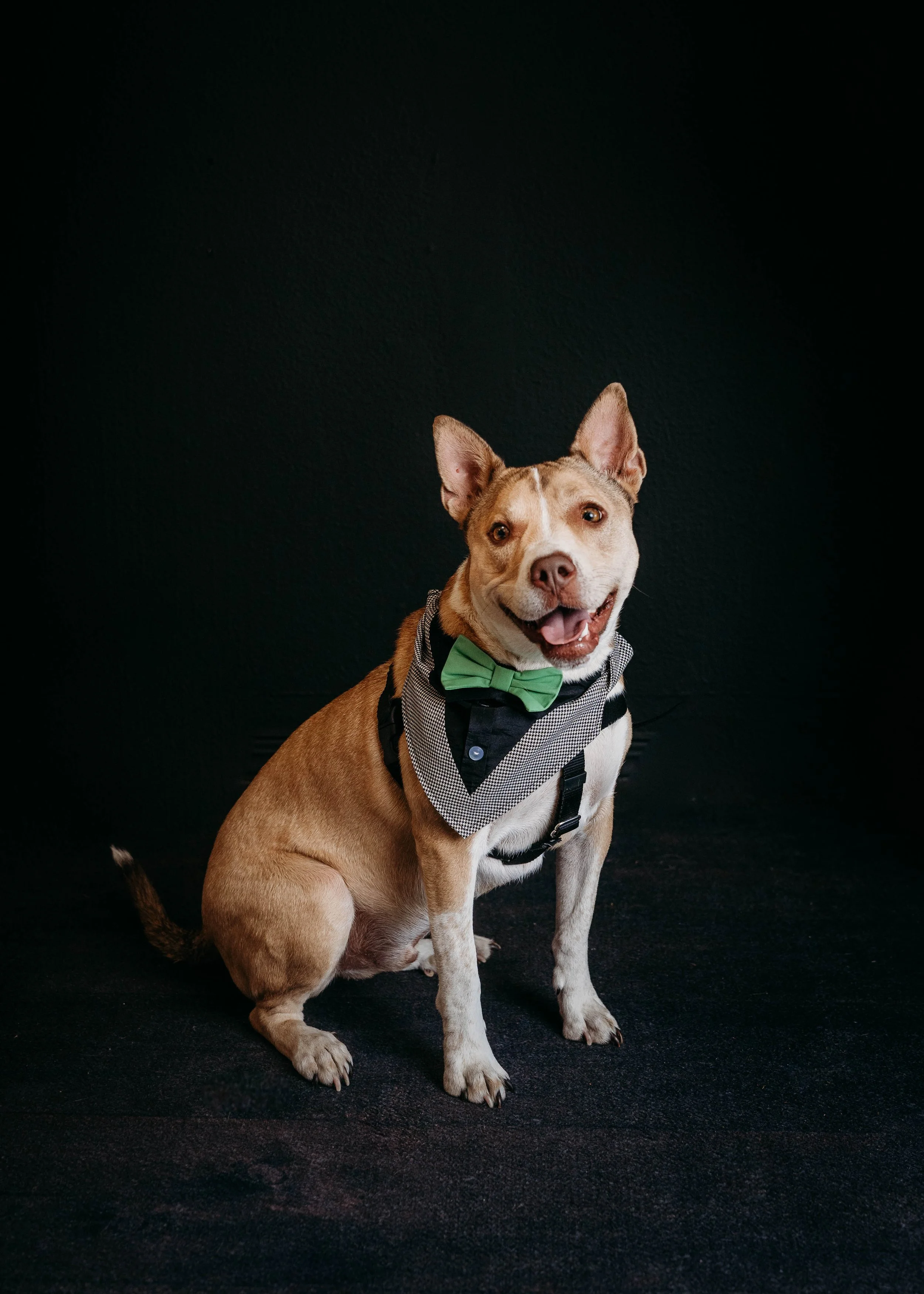 Adoptable Dogs — Lucky 7 Dog Rescue