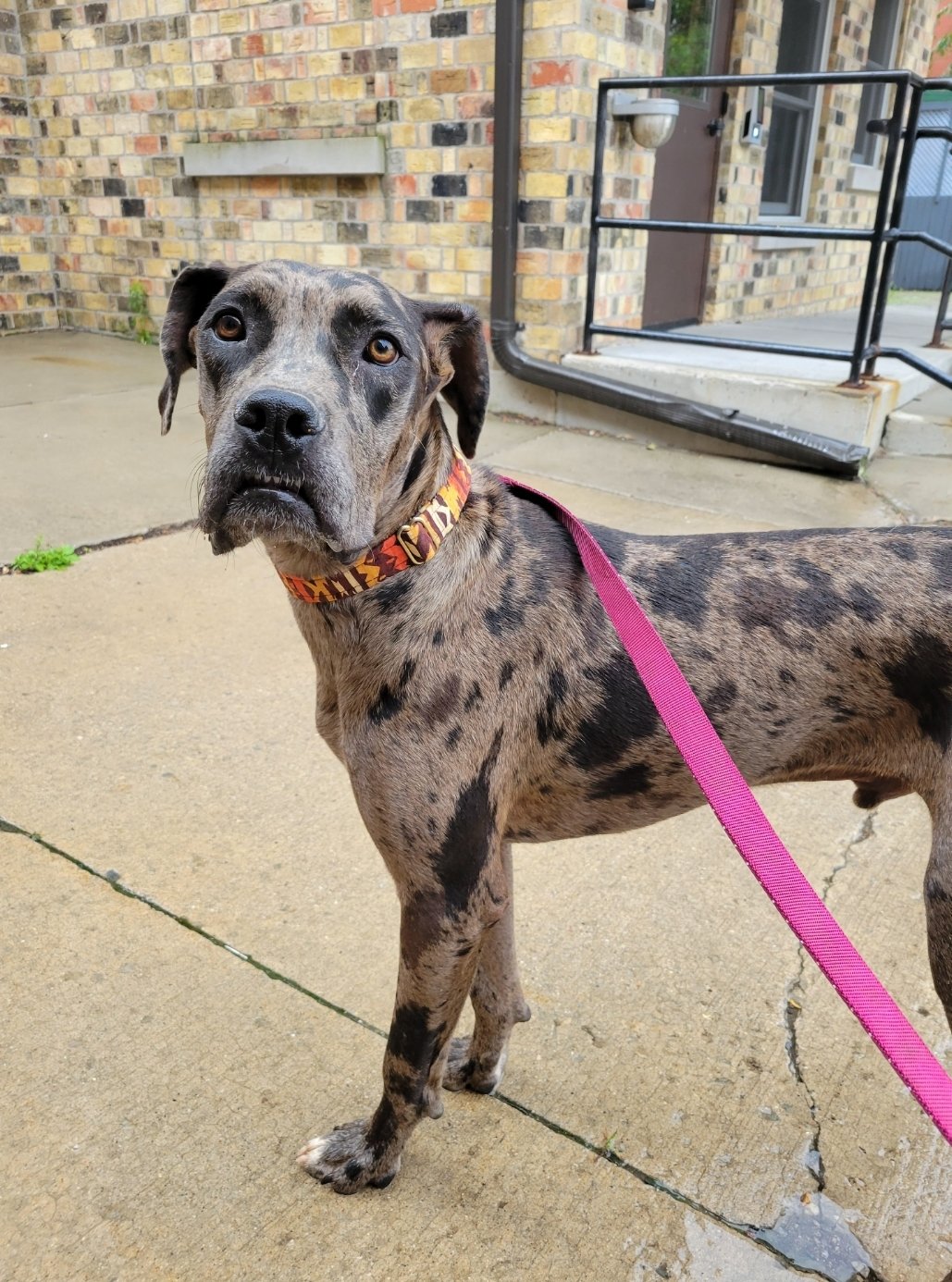 Adoptable Dogs — Lucky 7 Dog Rescue