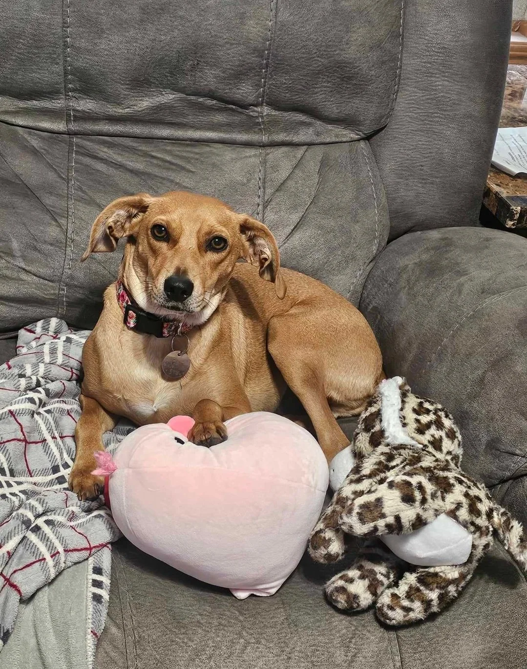 Adoptable Dogs — Lucky 7 Dog Rescue