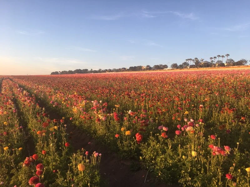 Color Magic at The Flower Fields — Carolyn Adventure Tours