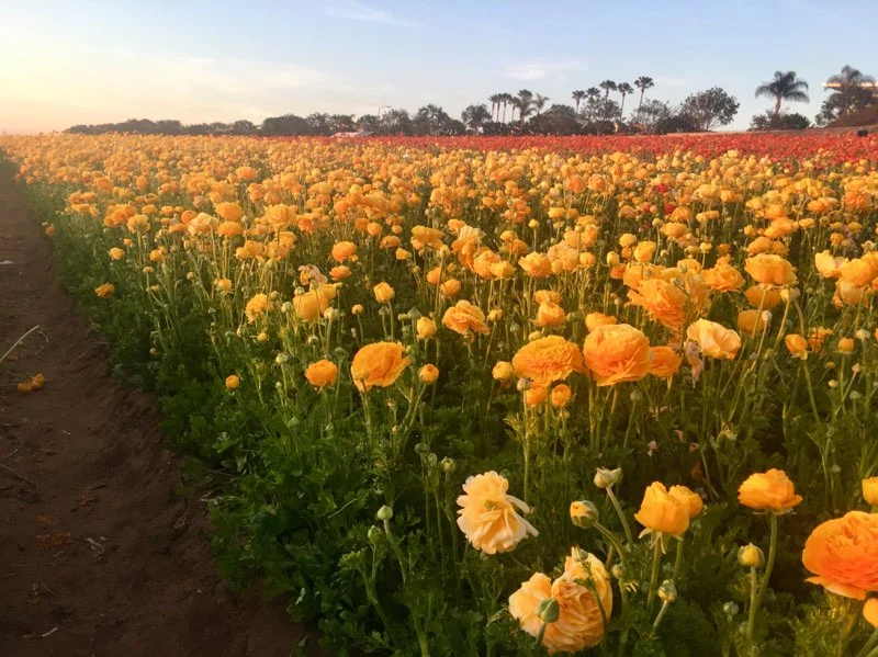 Color Magic at The Flower Fields — Carolyn Adventure Tours