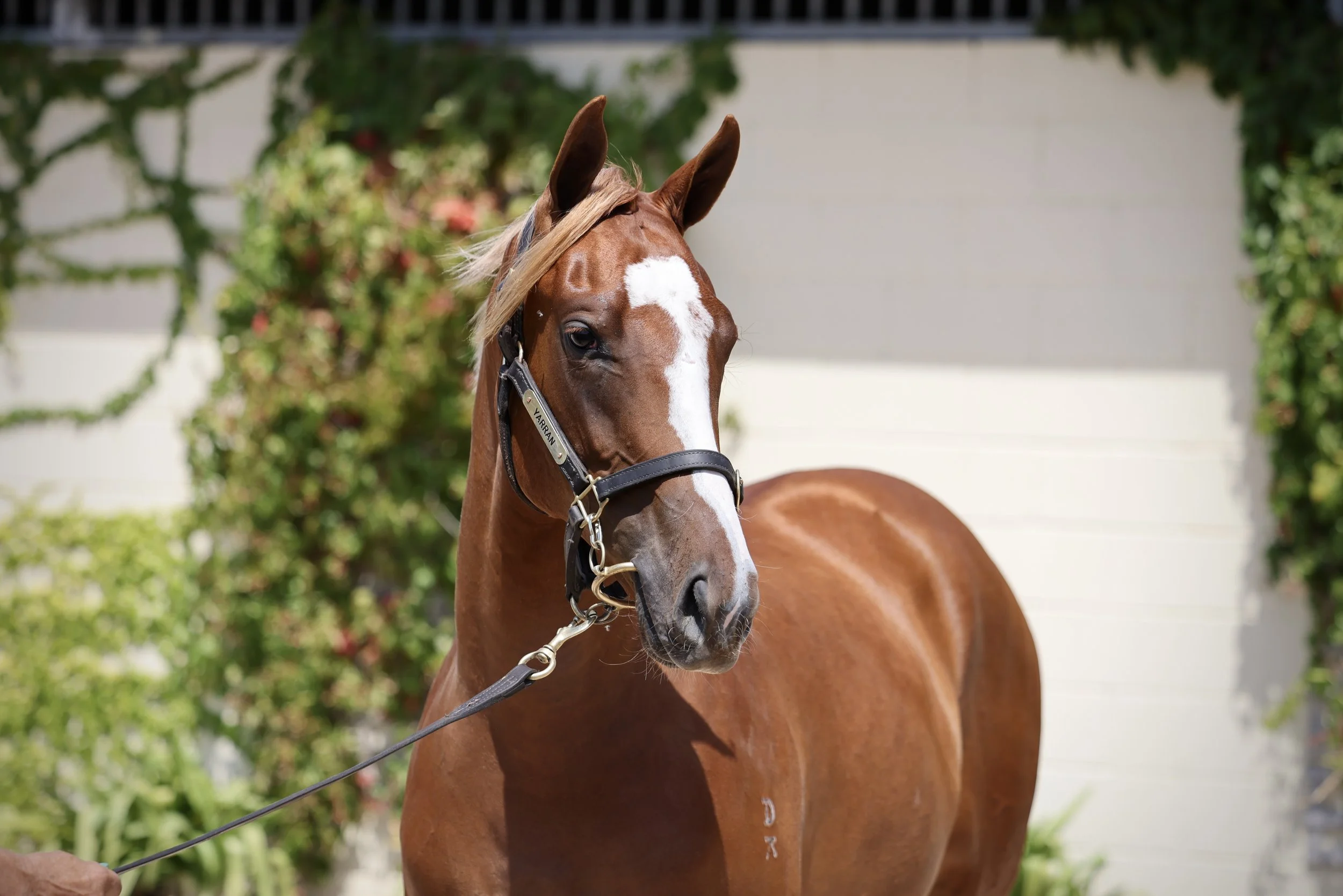 Premier 2024 — Yarran Thoroughbreds