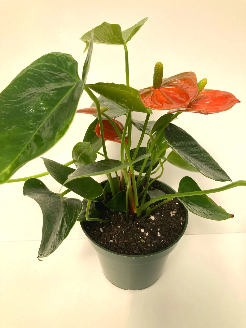 Orange Anthurium