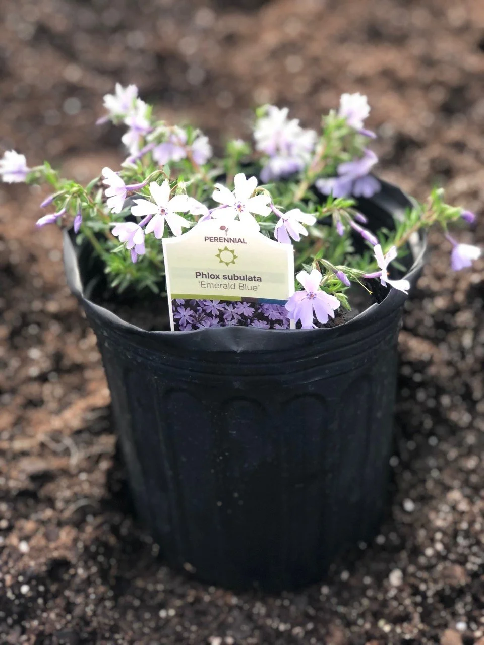 Emerald Blue Creeping Phlox Ground Cover