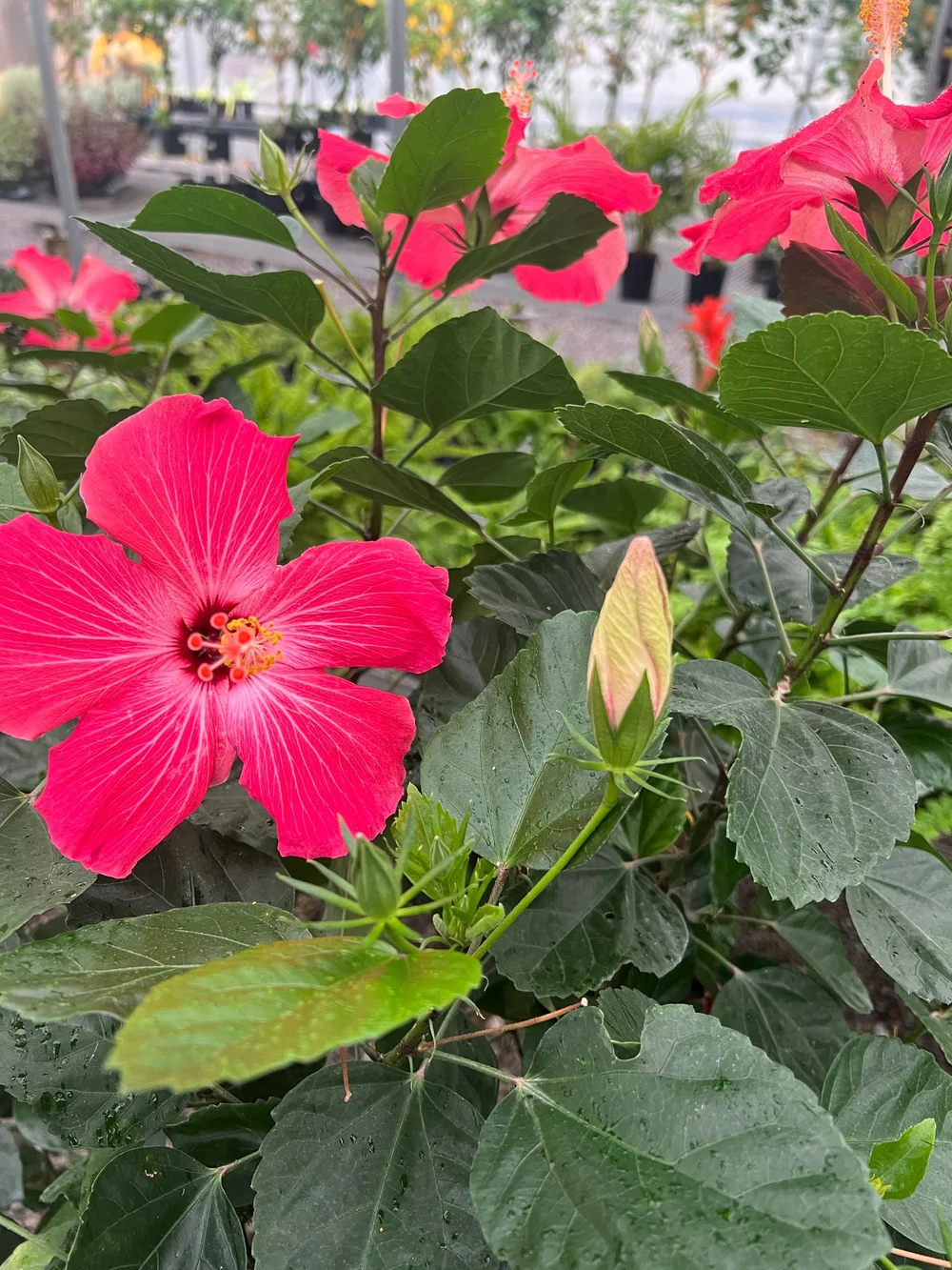 Exotic Hibiscus Bush