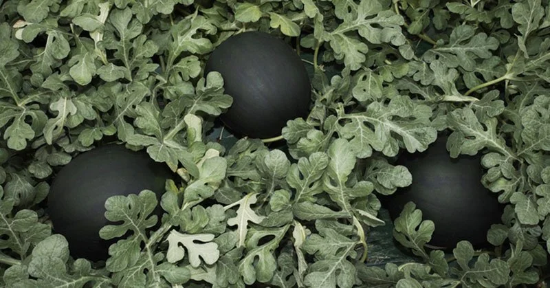 Black Diamond Watermelon Growing
