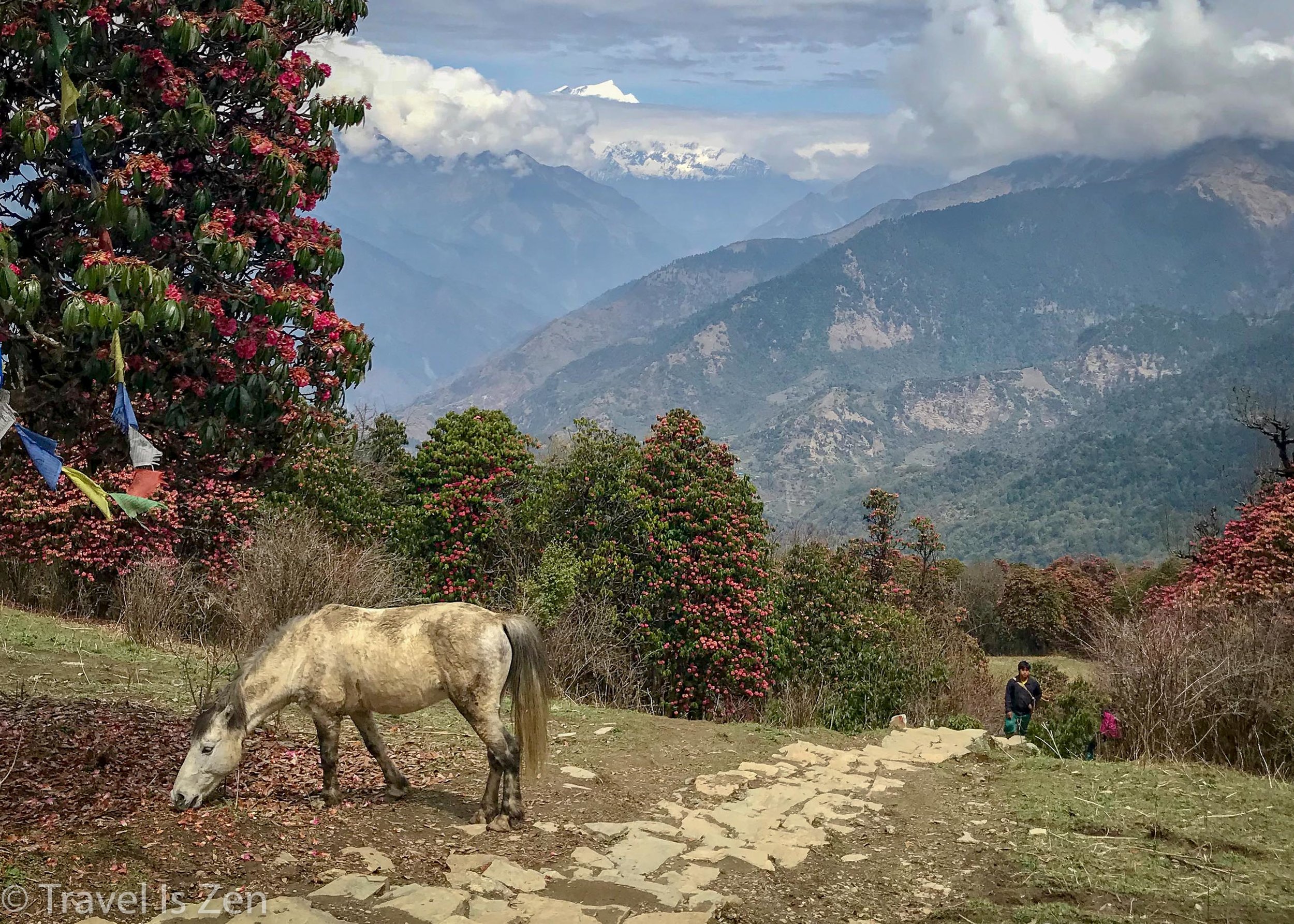 Annapurna Circuit Days 19-20: Ghorepani to Birethanti (THE END ...