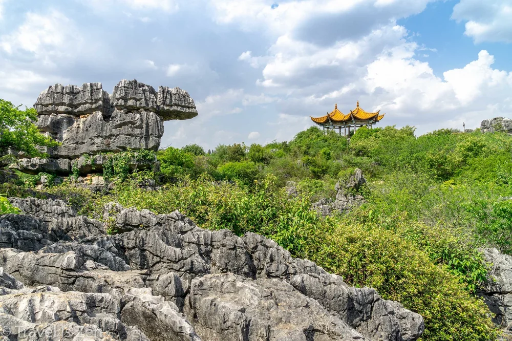 The Stone Forest