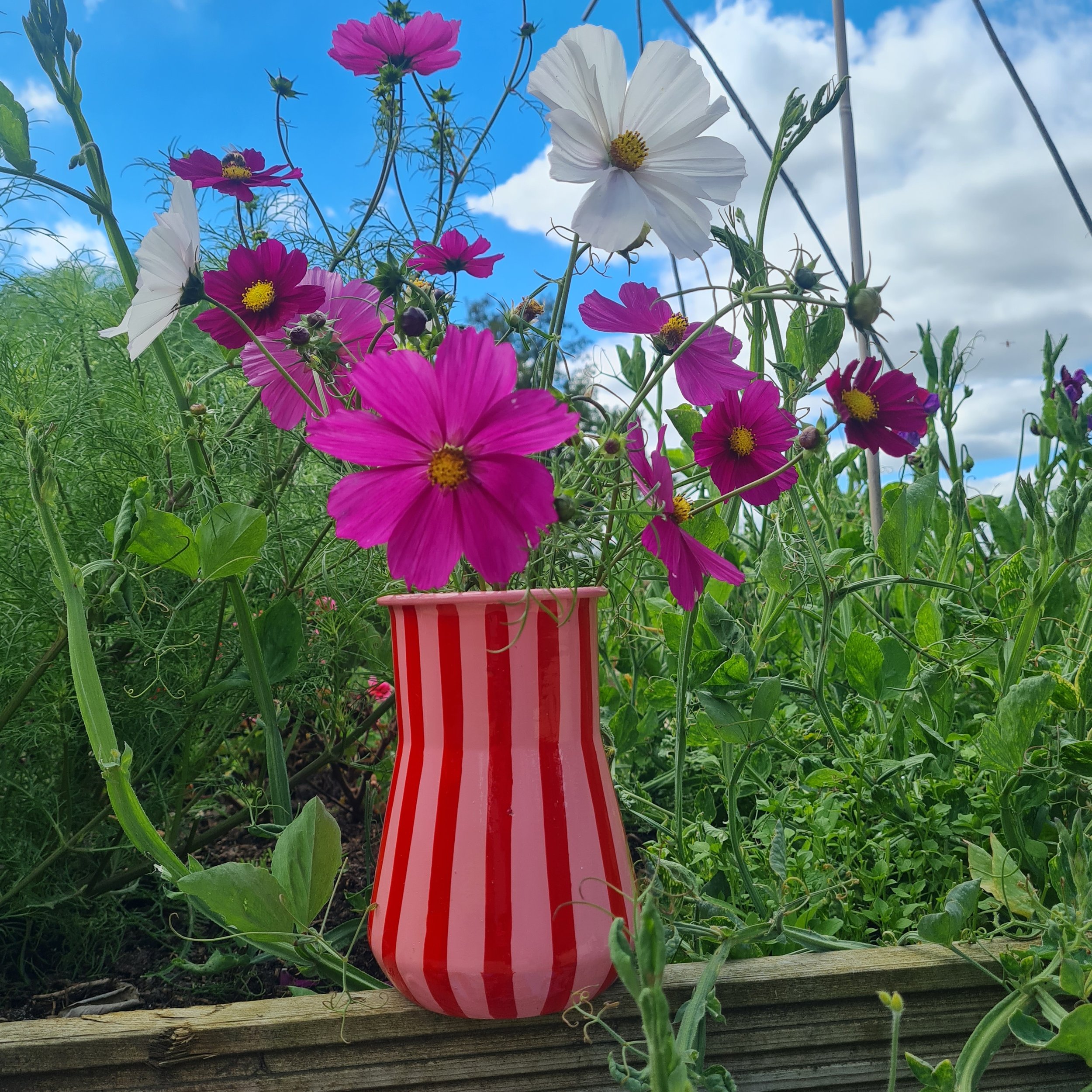 Shop — Anna Cox Home