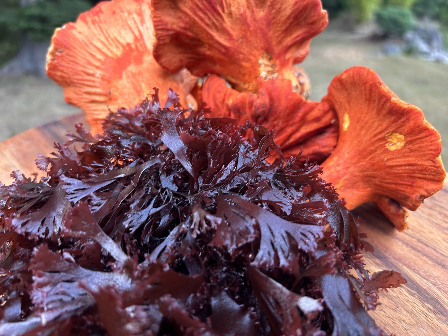 The Seaweed Feed — Sunken Seaweed