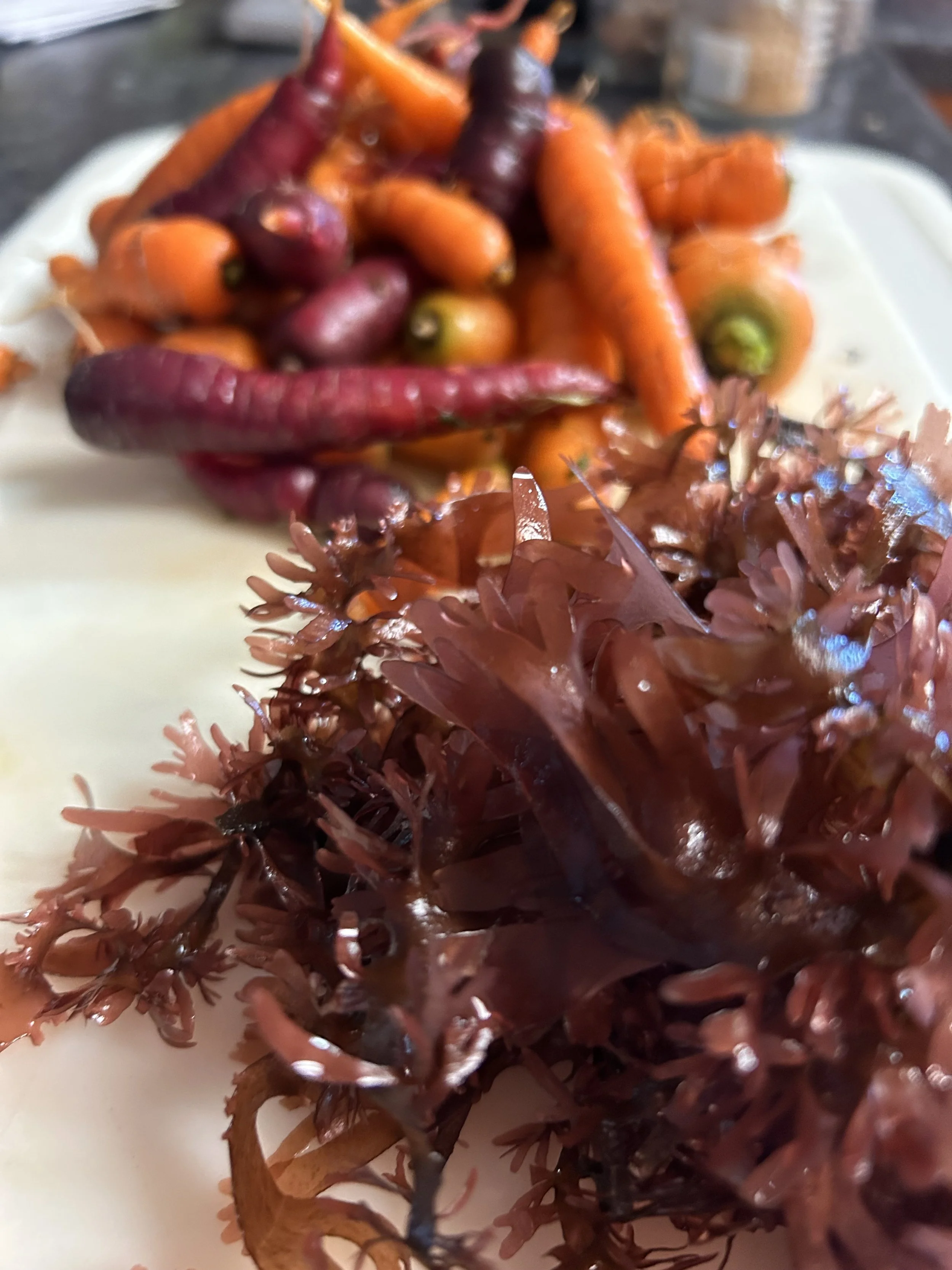 The Seaweed Feed — Sunken Seaweed