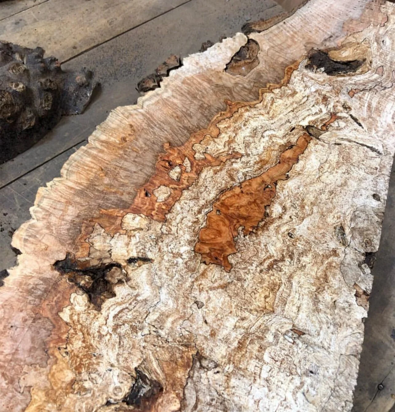 Live Edge For Beginners - What Makes Good Wood — Blacktail Studio