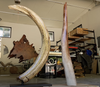 Restoring an Irreplaceable Prehistoric Mammoth Tusk — Blacktail Studio