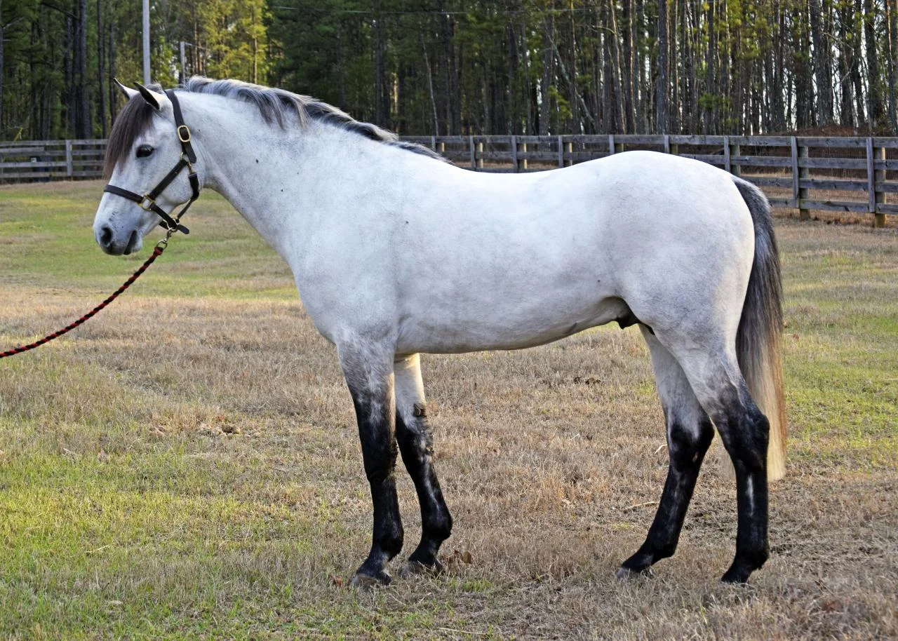 *TBS Declan Pondi — Fade to Grey farm