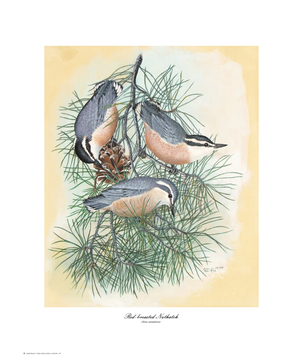 Red Breasted Nuthatch Drawing