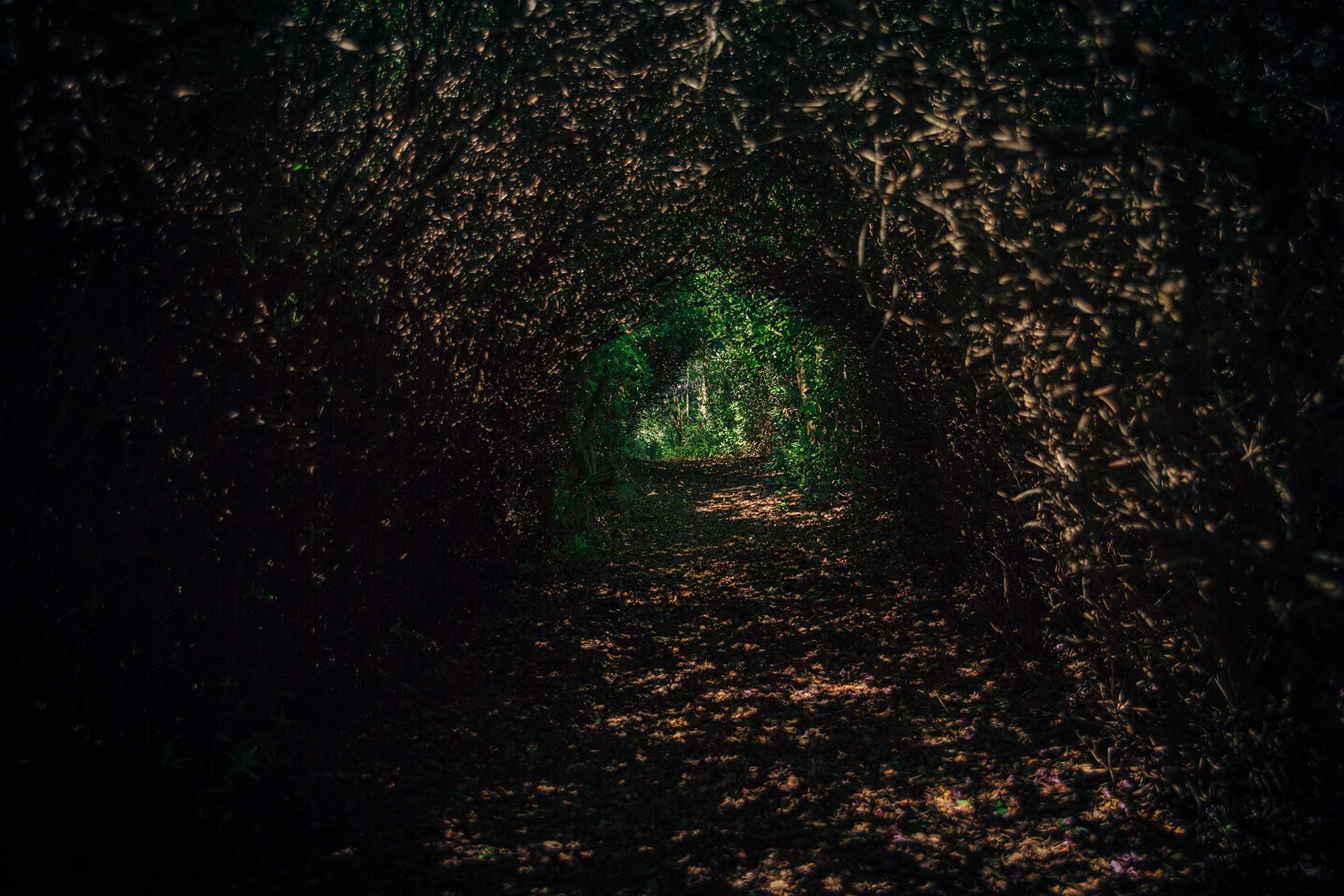About — Keston Park