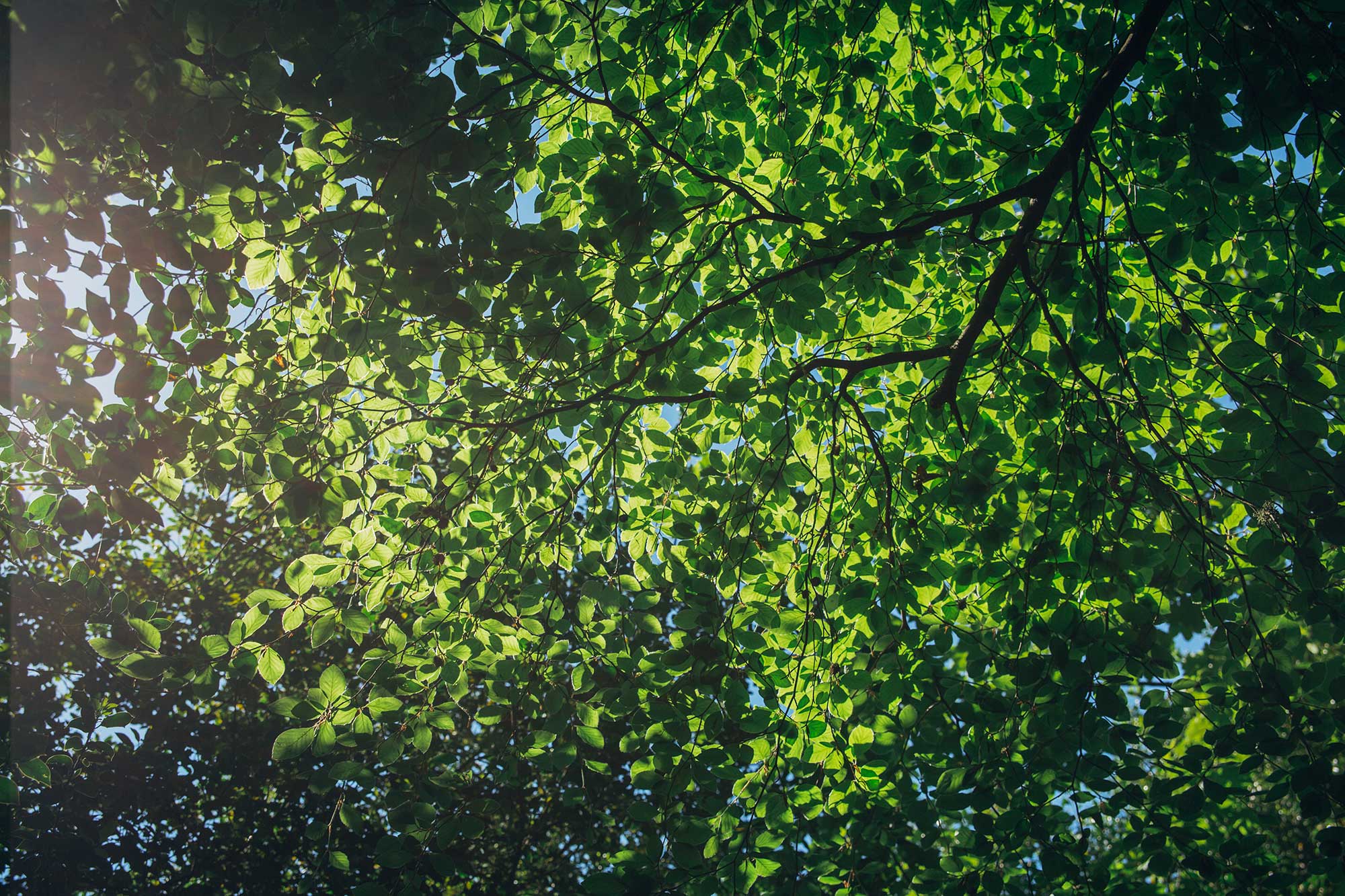 About — Keston Park