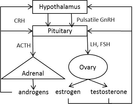 Polycystic Ovary Syndrome - PCOS — The Children's Hospital at Montefiore