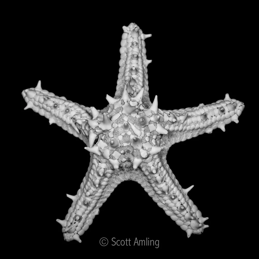 shells — Scott Amling + photography