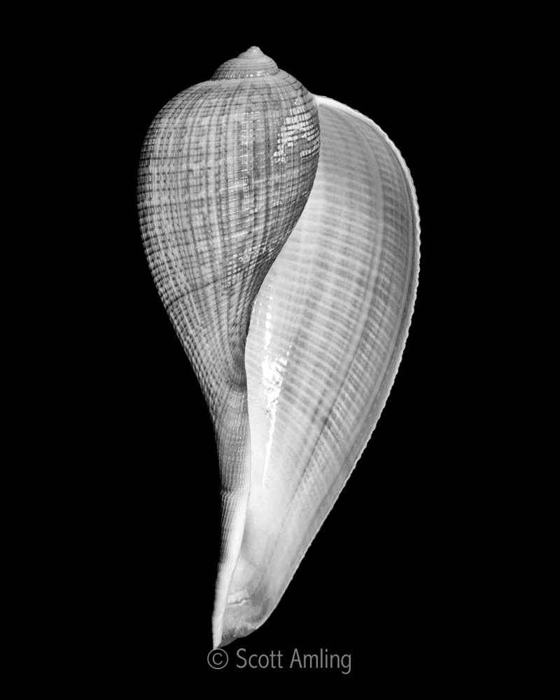 shells — Scott Amling + photography