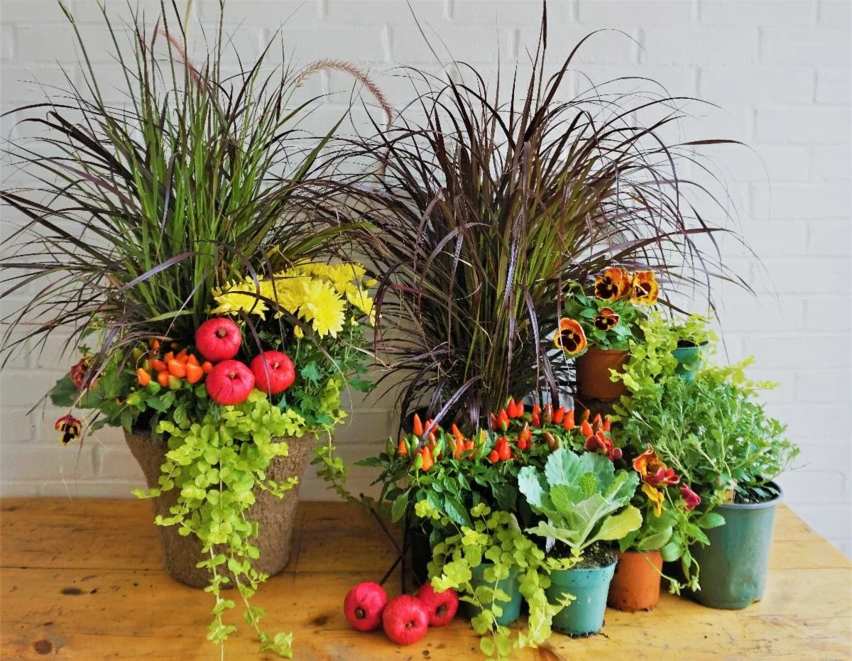Container Gardening Workshops — Kate's Garden