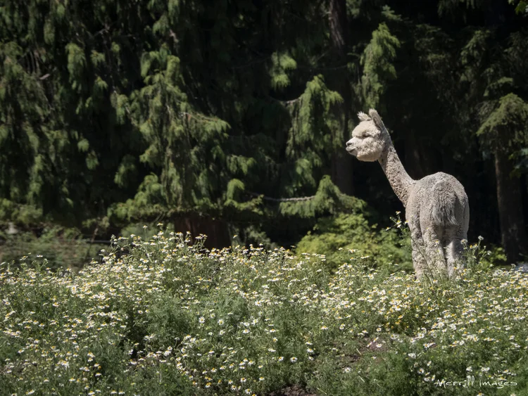 Cascade Rose Farm
