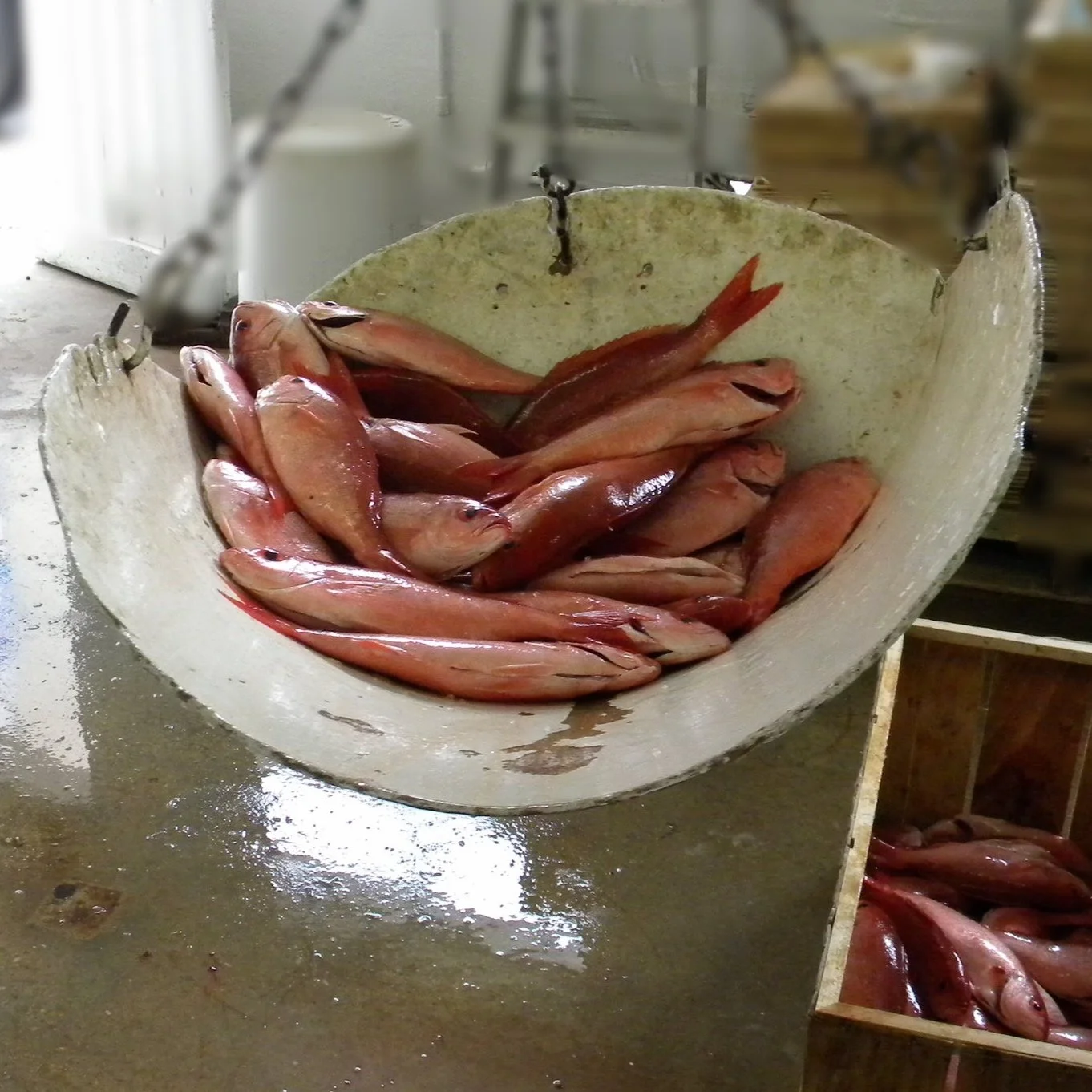 Featured Resources — South Atlantic Fishermen's Association