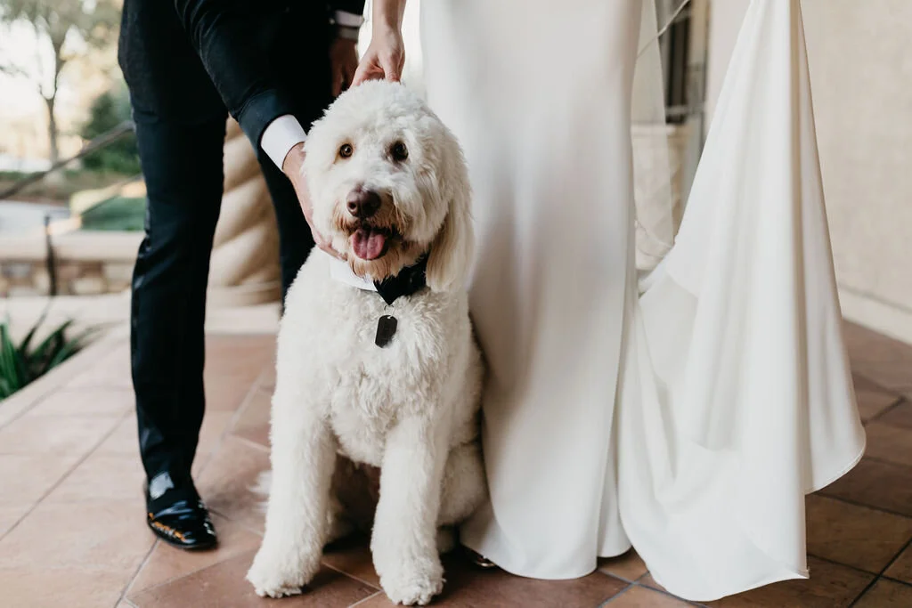 Incorporating Pets Into Your Wedding | First Coast Weddings and Events