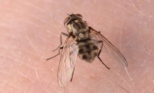Stable flies, also known as biting flies, are a nuisance to both humans ...
