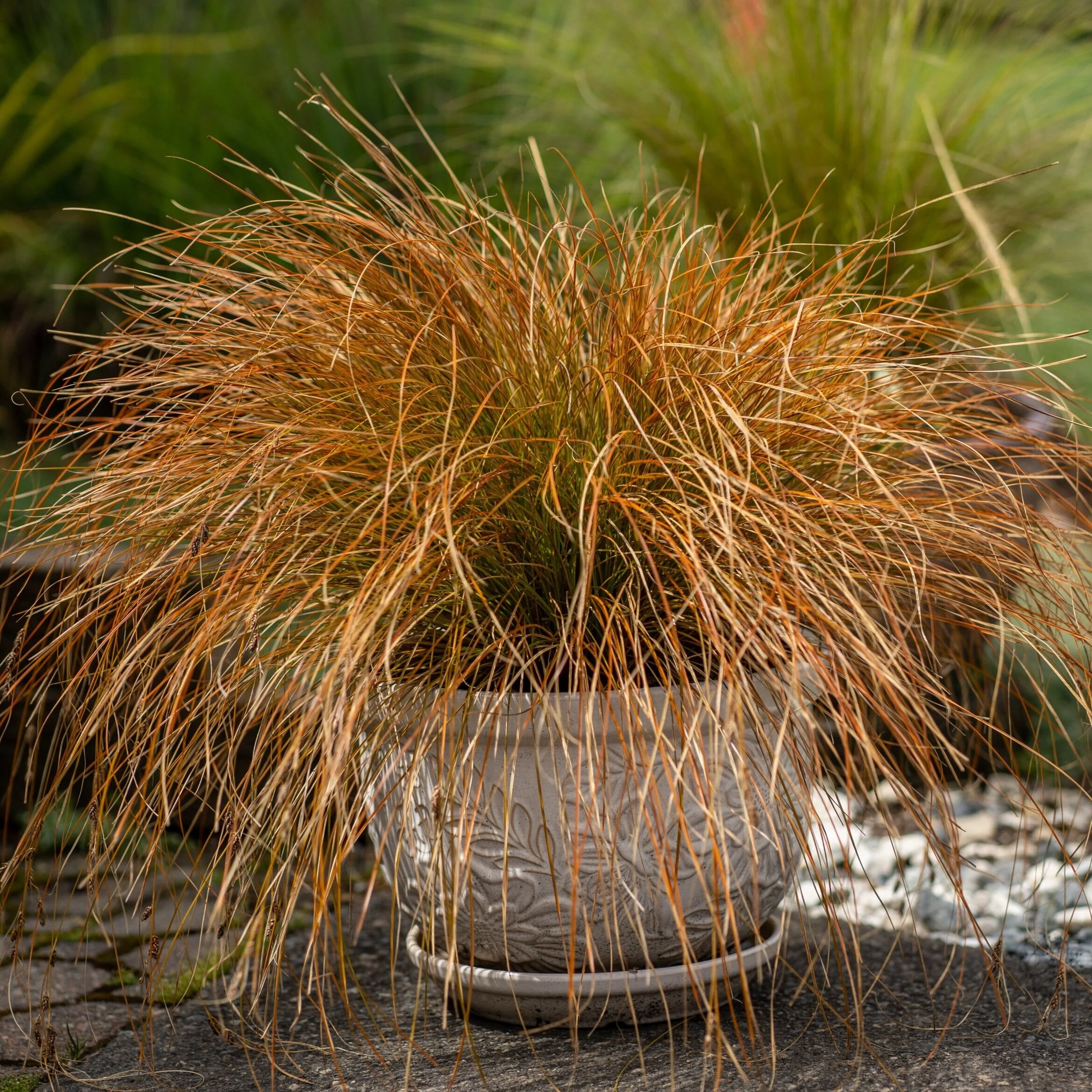 Ornamental Grasses — Ornamental Grasses