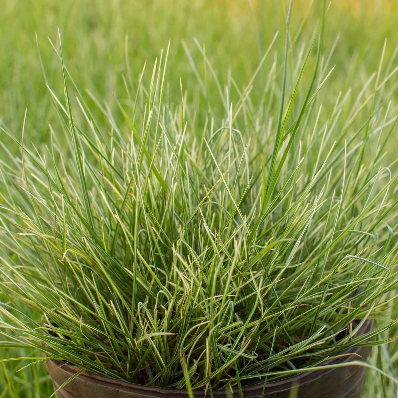 Ornamental Grasses — Ornamental Grasses