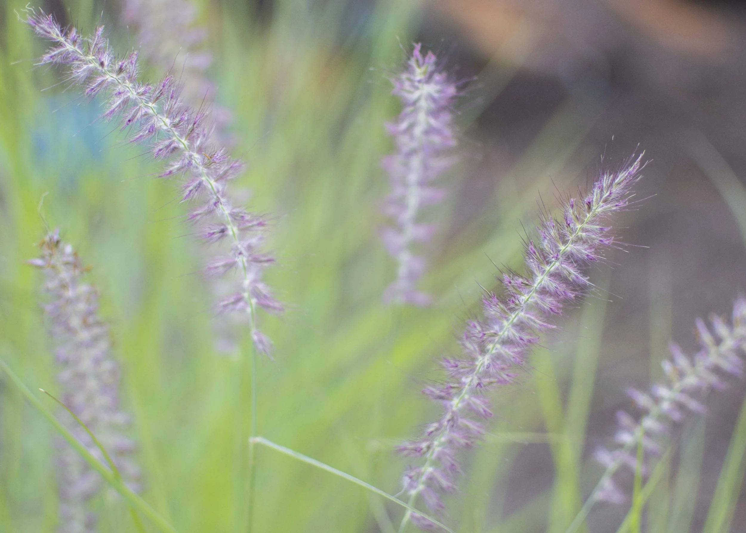 Ornamental Grasses of Puget Sound Nursery Blog — Ornamental Grasses