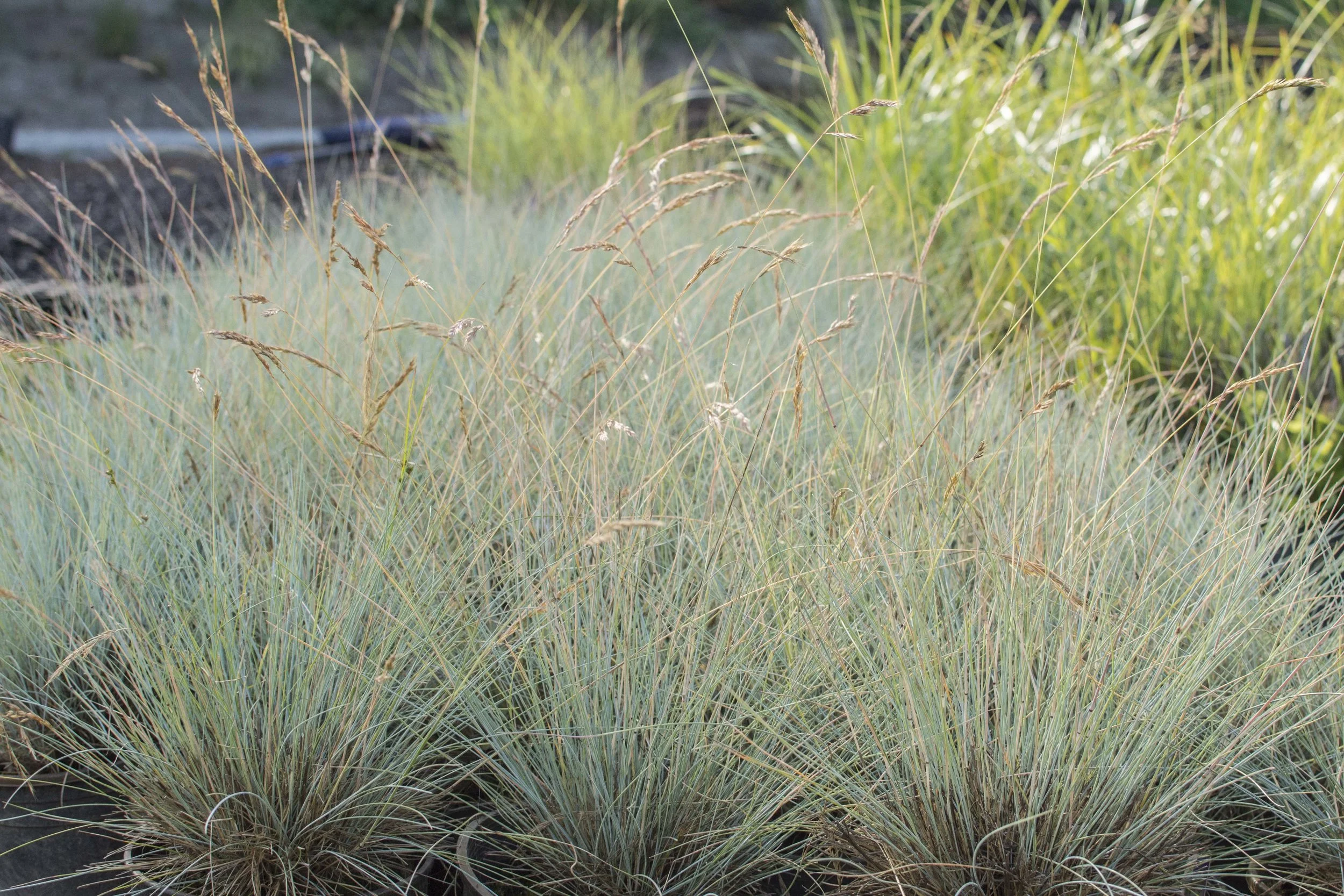 Ornamental Grass Care — Ornamental Grasses