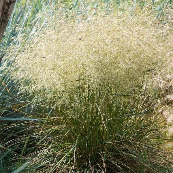 Ornamental Grasses — Ornamental Grasses