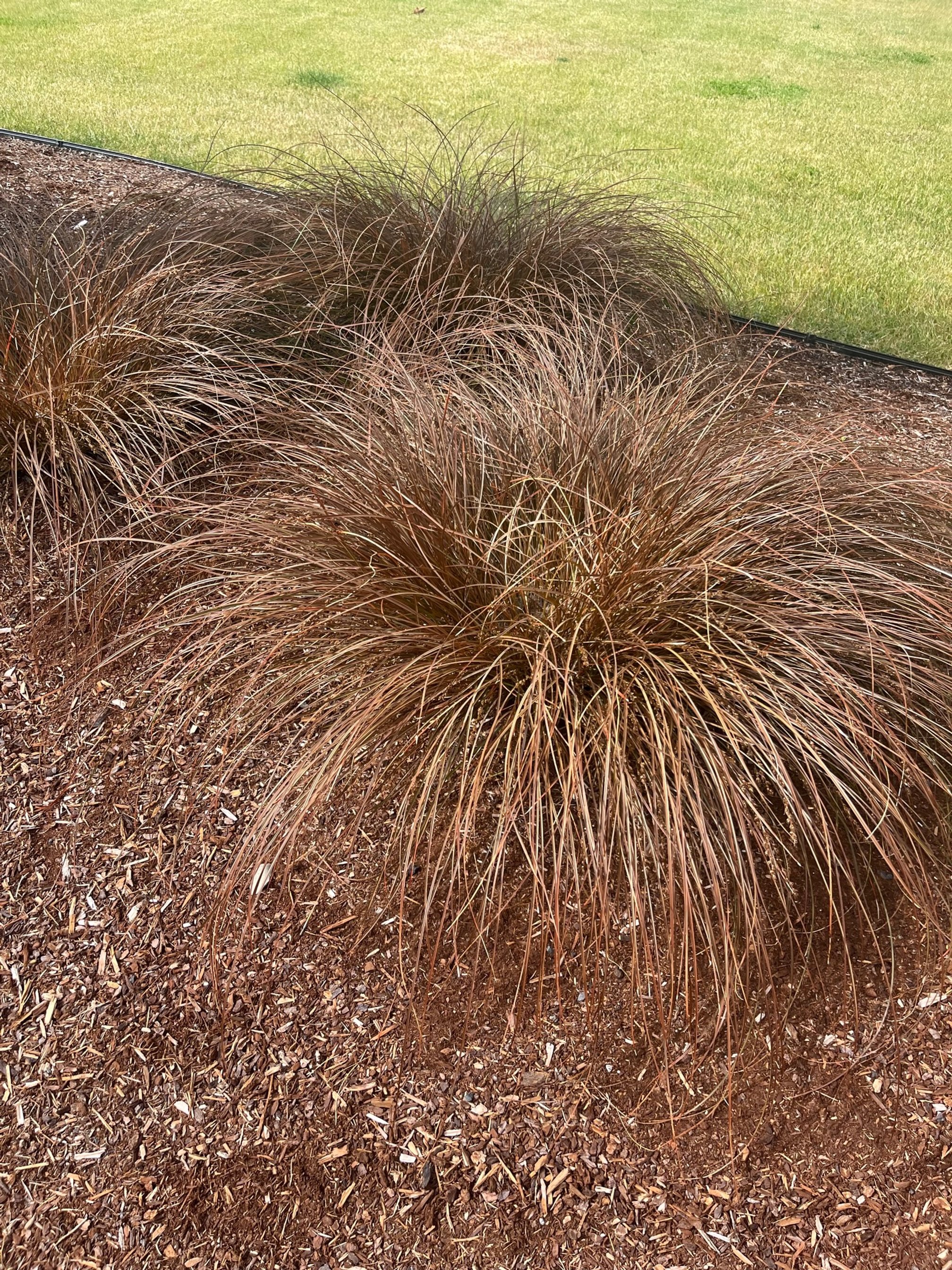 Ornamental Grasses — Ornamental Grasses