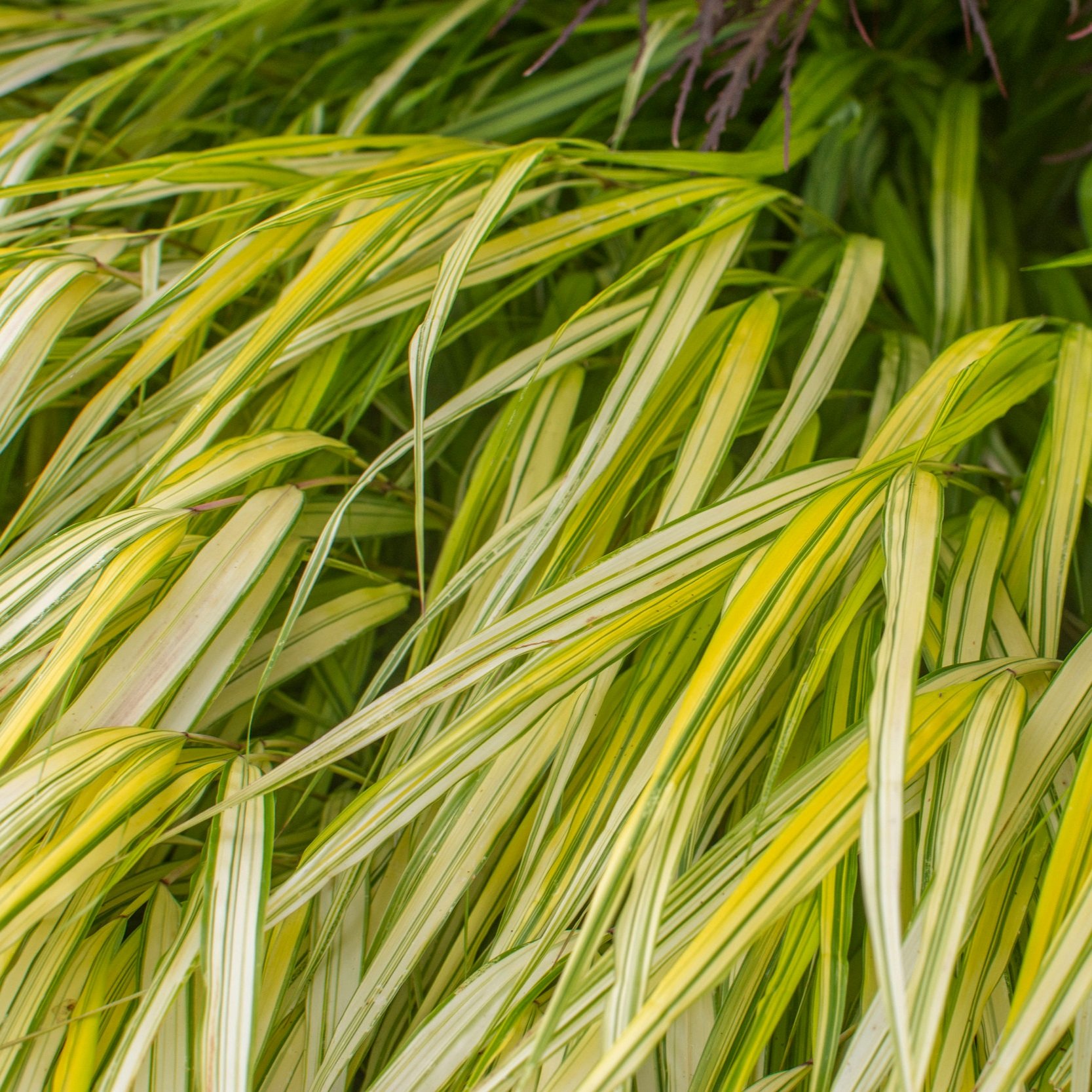 Ornamental Grasses — Ornamental Grasses