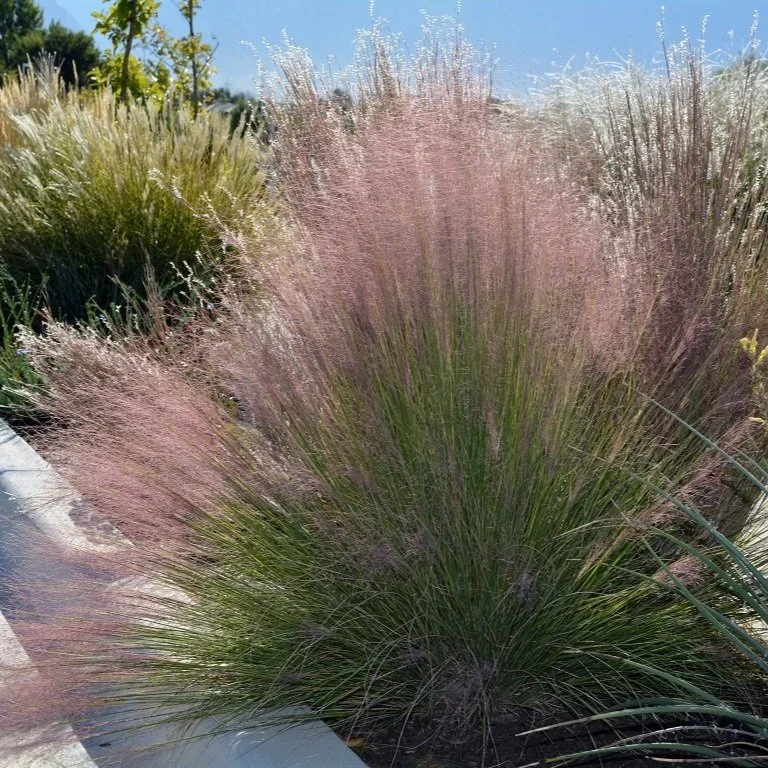 Ornamental Grasses — Ornamental Grasses