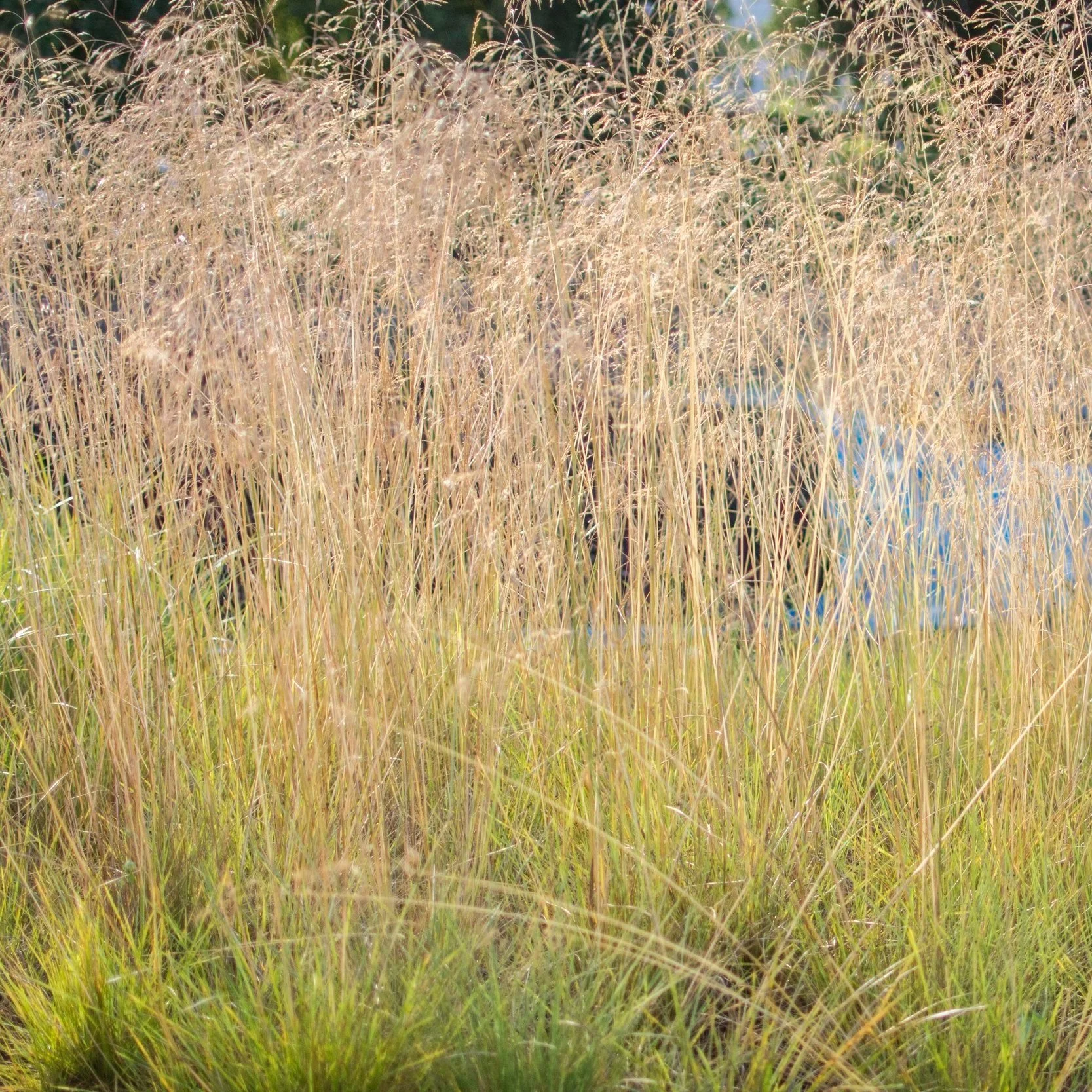 Ornamental Grasses — Ornamental Grasses